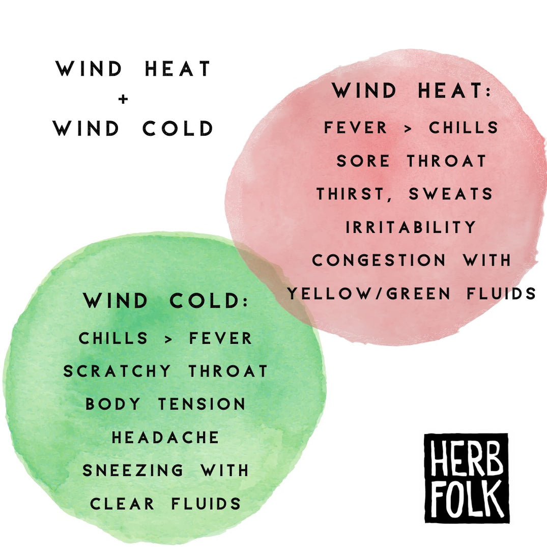 Wind Heat and Wind Cold // Early Stage Cold + Flu– HERB FOLK